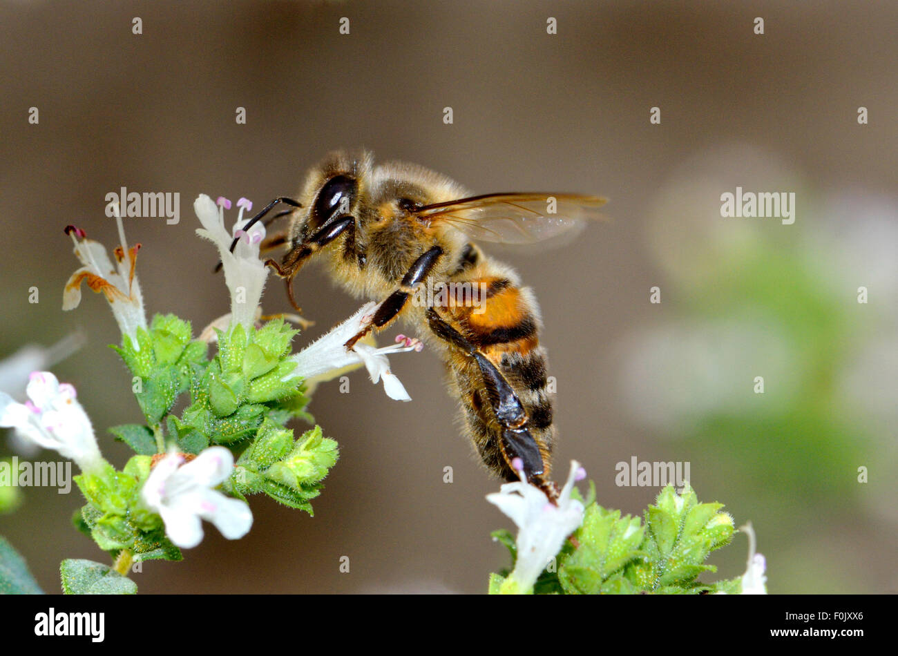 Common honey bee hi-res stock photography and images - Alamy