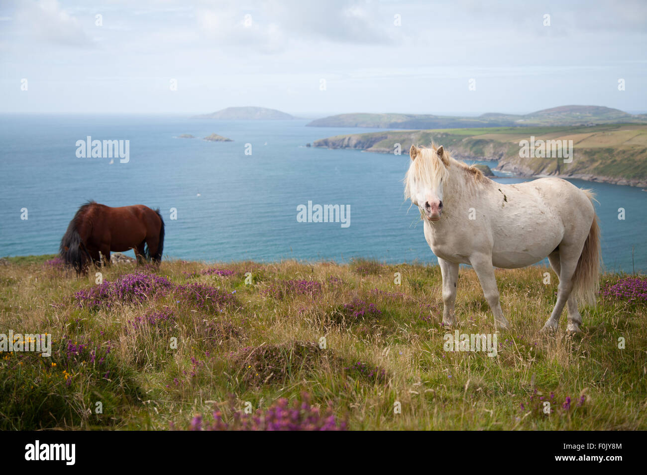 Ynys enlli hi-res stock photography and images - Alamy