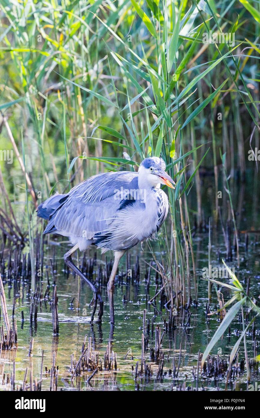 A grey heron stalking and fishing in the reeds around a pool at ...