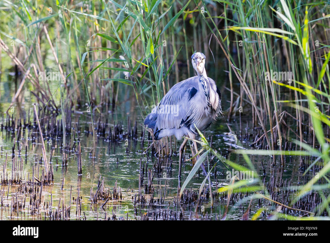 A grey heron stalking and fishing in the reeds around a pool at ...
