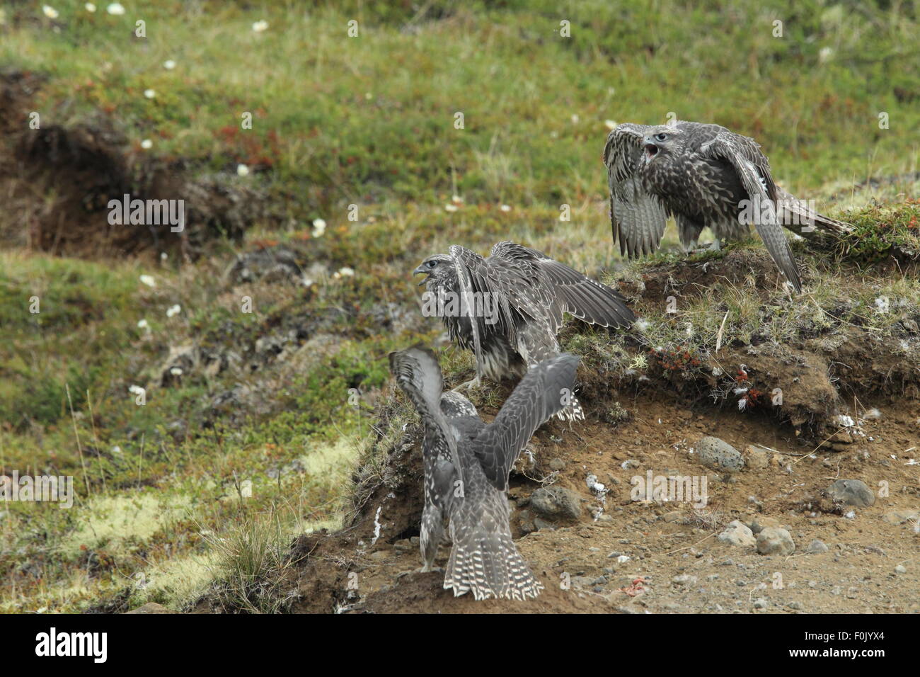 young Gyrfalcon Gerfalcon Iceland Stock Photo - Alamy