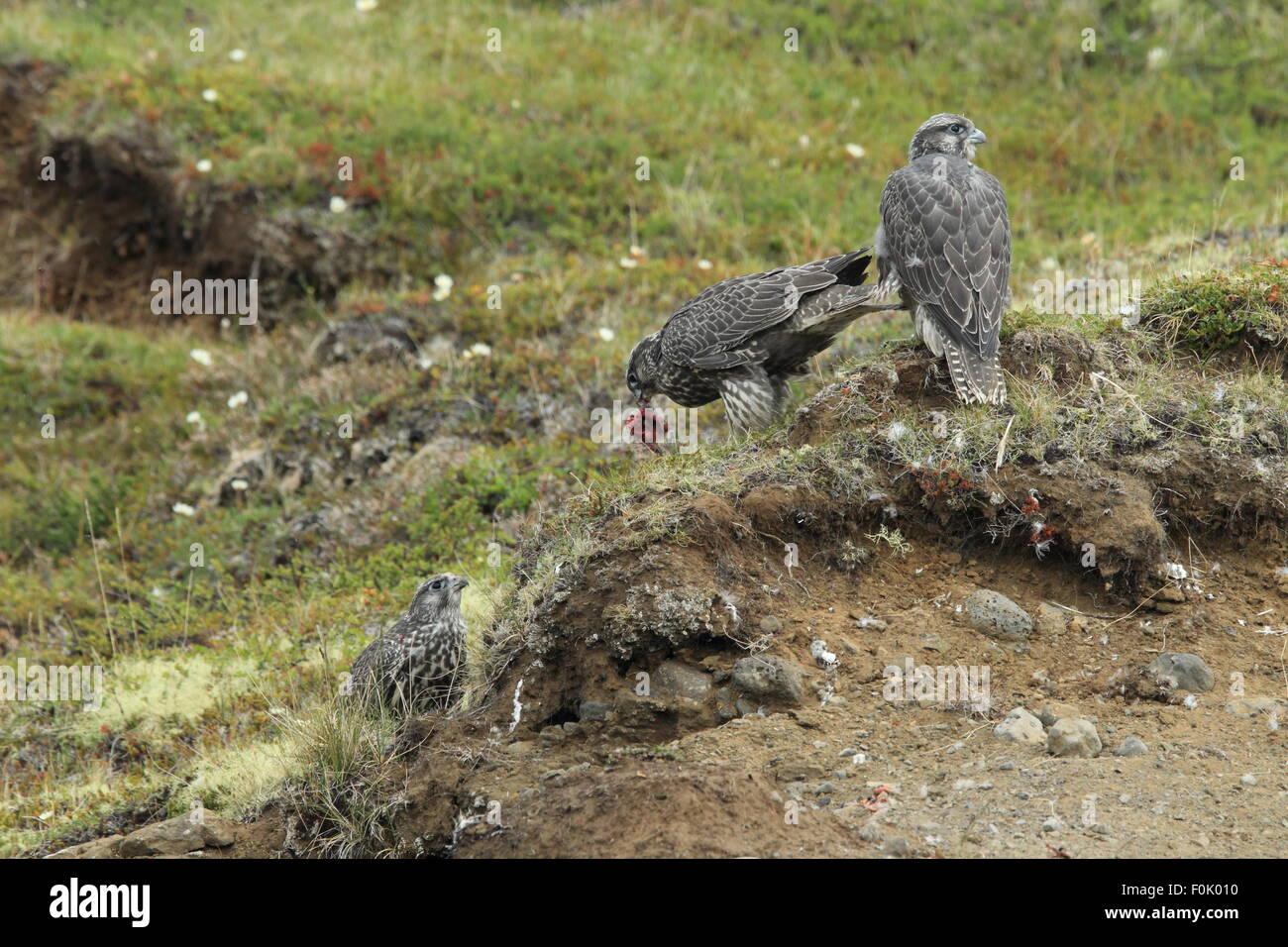 young Gyrfalcon Gerfalcon Iceland Stock Photo - Alamy