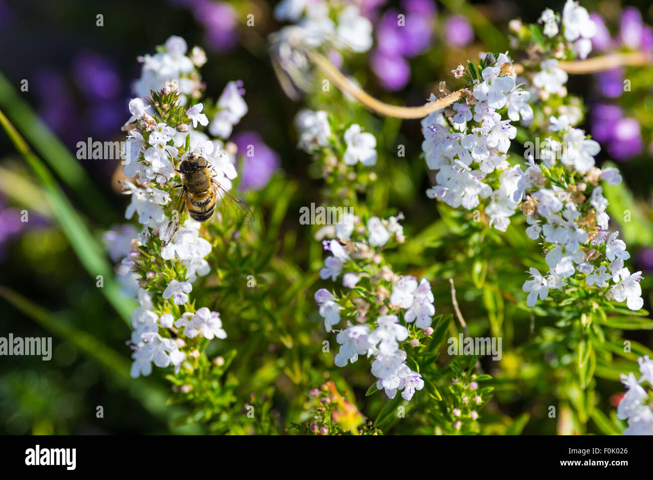 National colors of croatia hi-res stock photography and images - Alamy
