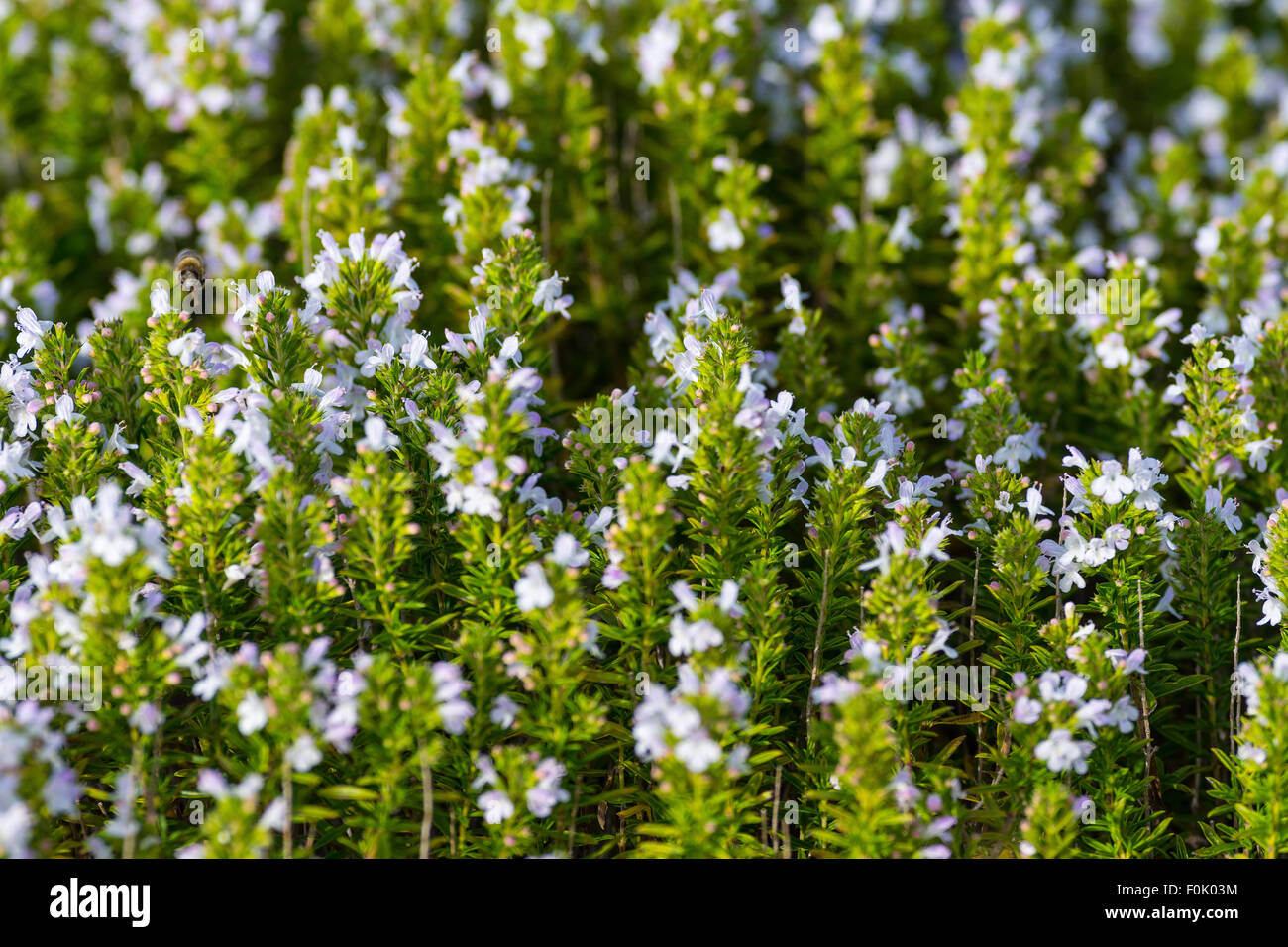 Paklenica flowers hi-res stock photography and images - Alamy
