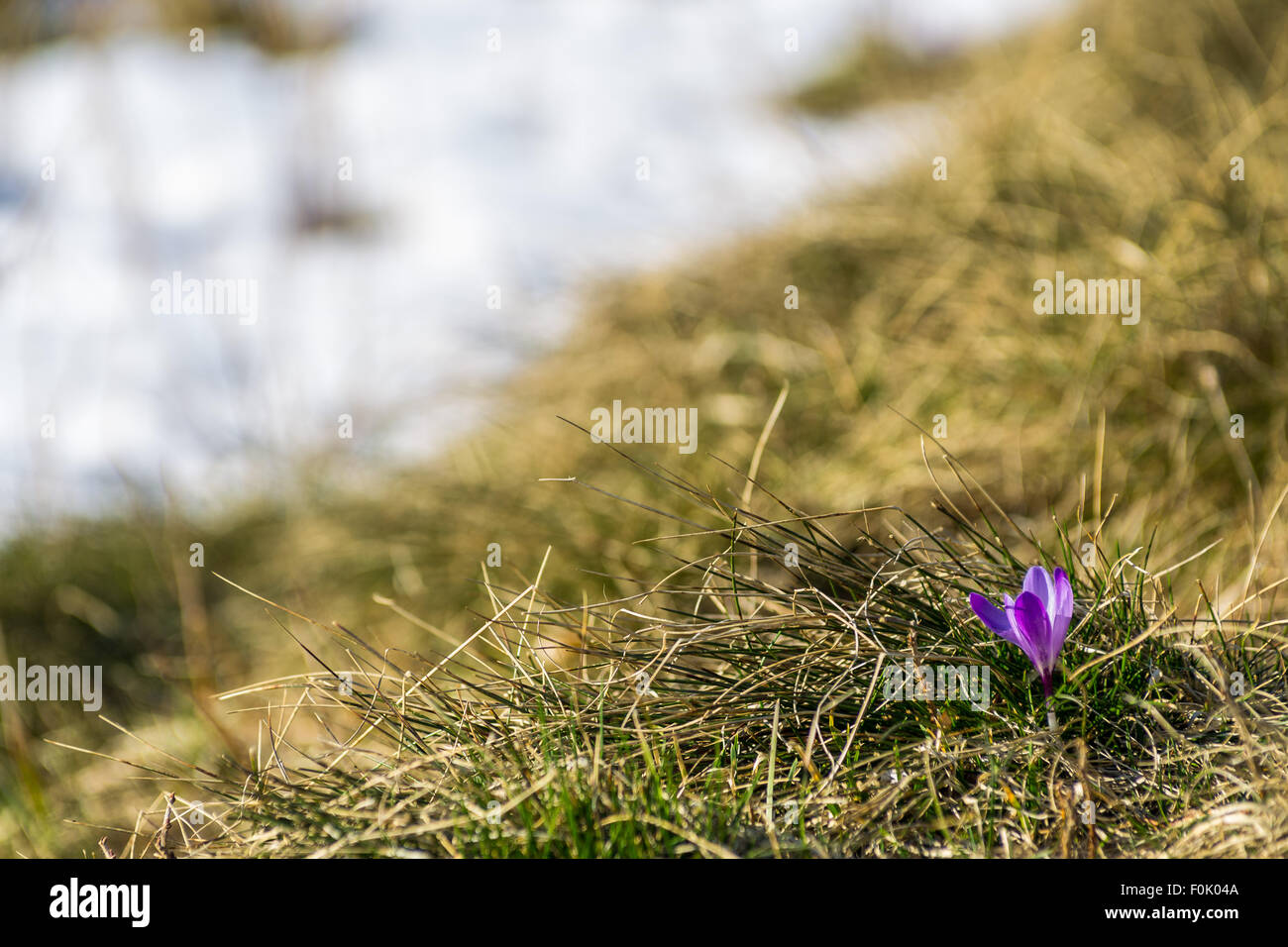 National colors of croatia hi-res stock photography and images - Alamy