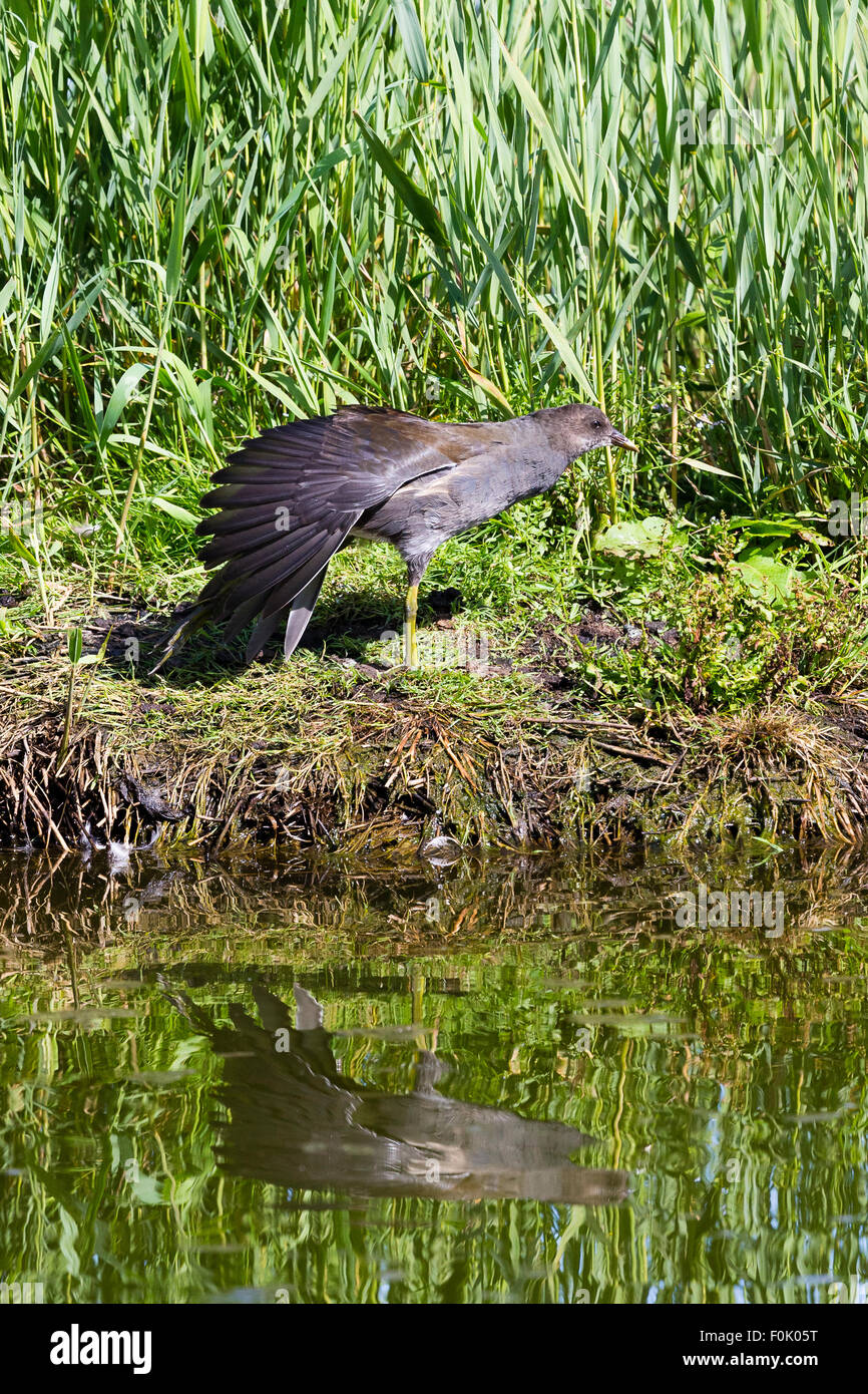 A Juvenile Moorhen (Gallinula chloropus) and reflections at Cilgerran ...