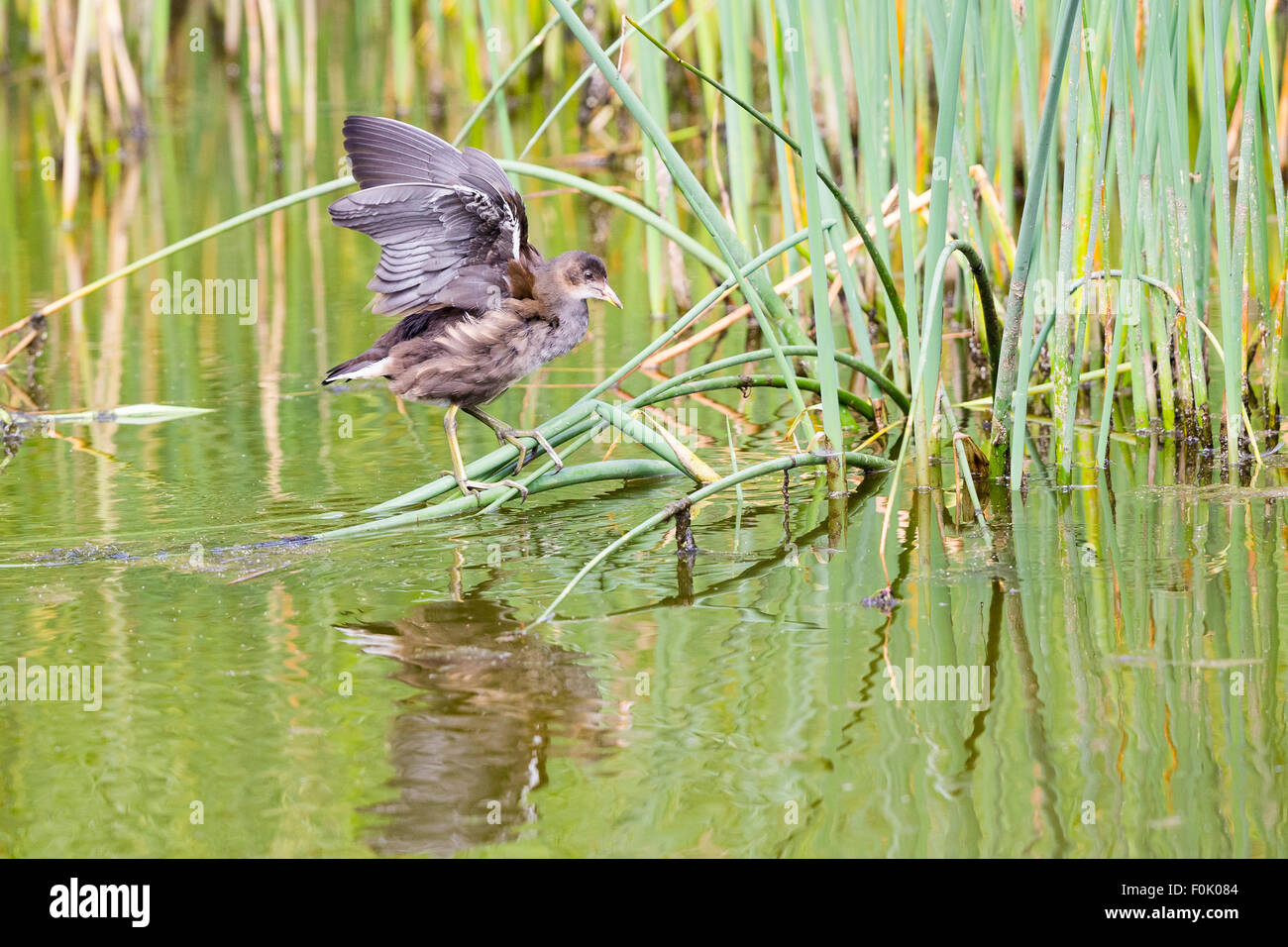 A Juvenile Moorhen (Gallinula chloropus) and reflections at Cilgerran ...