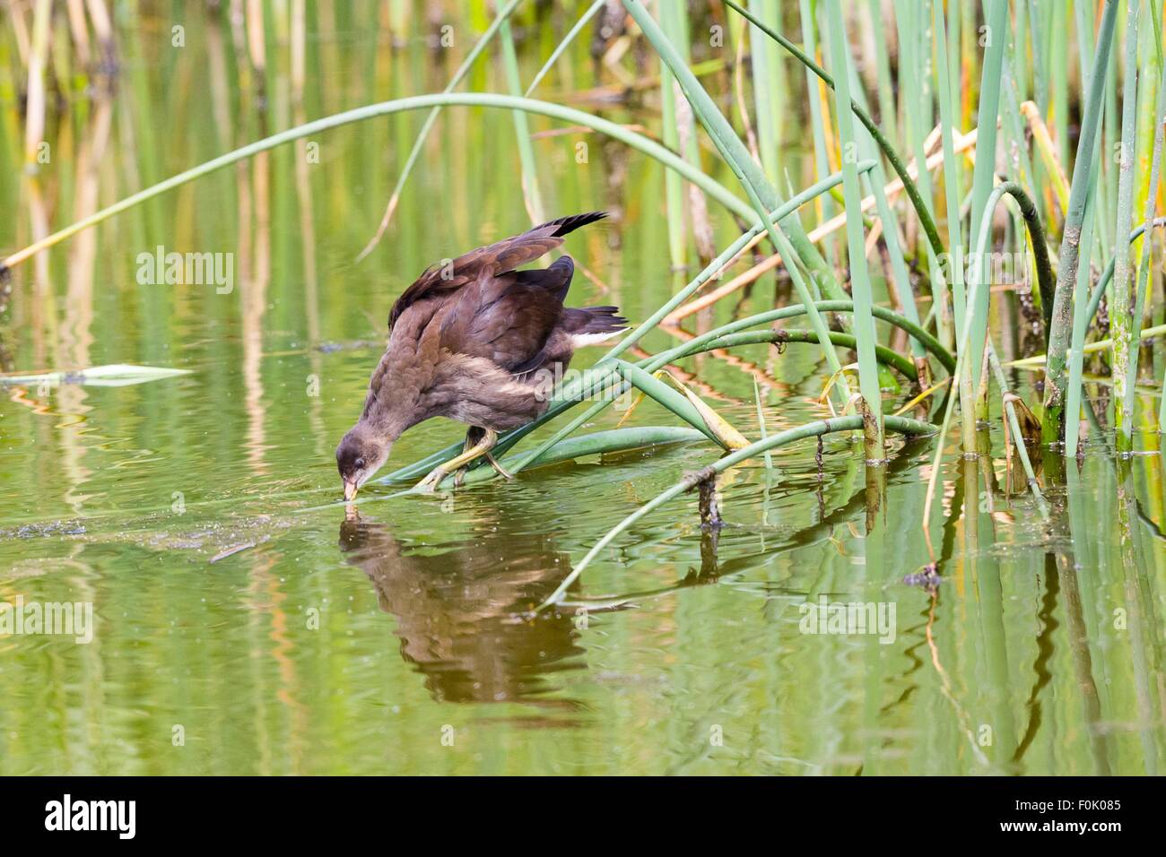 A Juvenile Moorhen (Gallinula chloropus) and reflections at Cilgerran ...