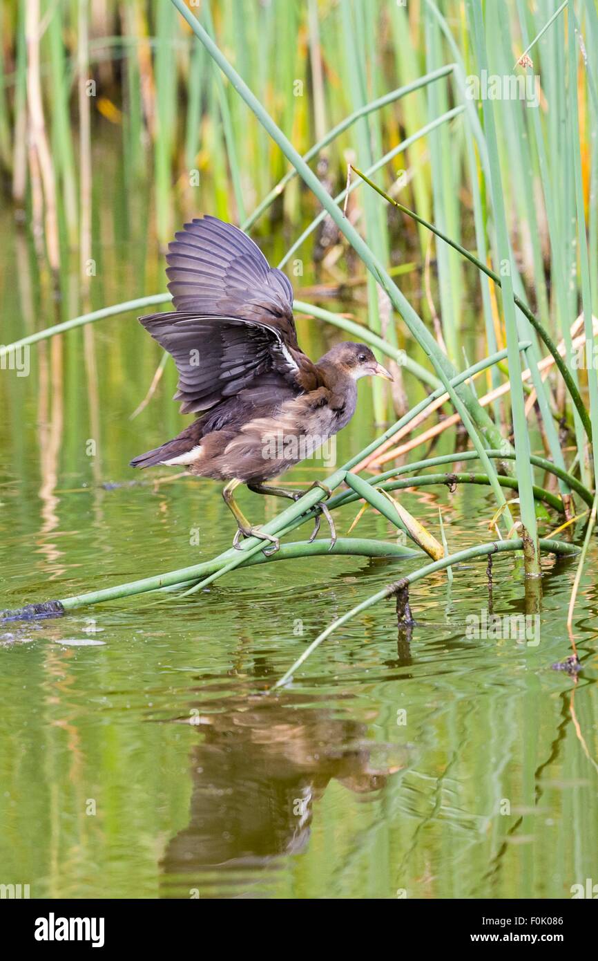 A Juvenile Moorhen (Gallinula chloropus) and reflections at Cilgerran ...