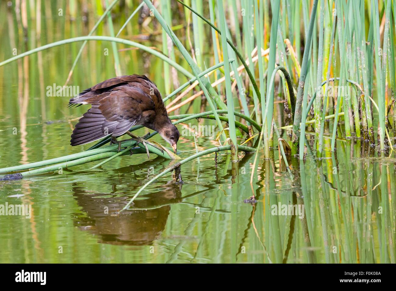 A Juvenile Moorhen (Gallinula chloropus) and reflections at Cilgerran ...