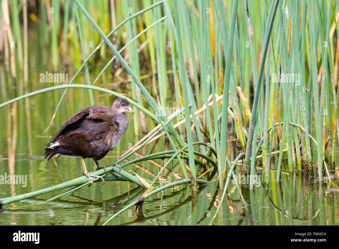 A Juvenile Moorhen (Gallinula chloropus) and reflections at Cilgerran ...