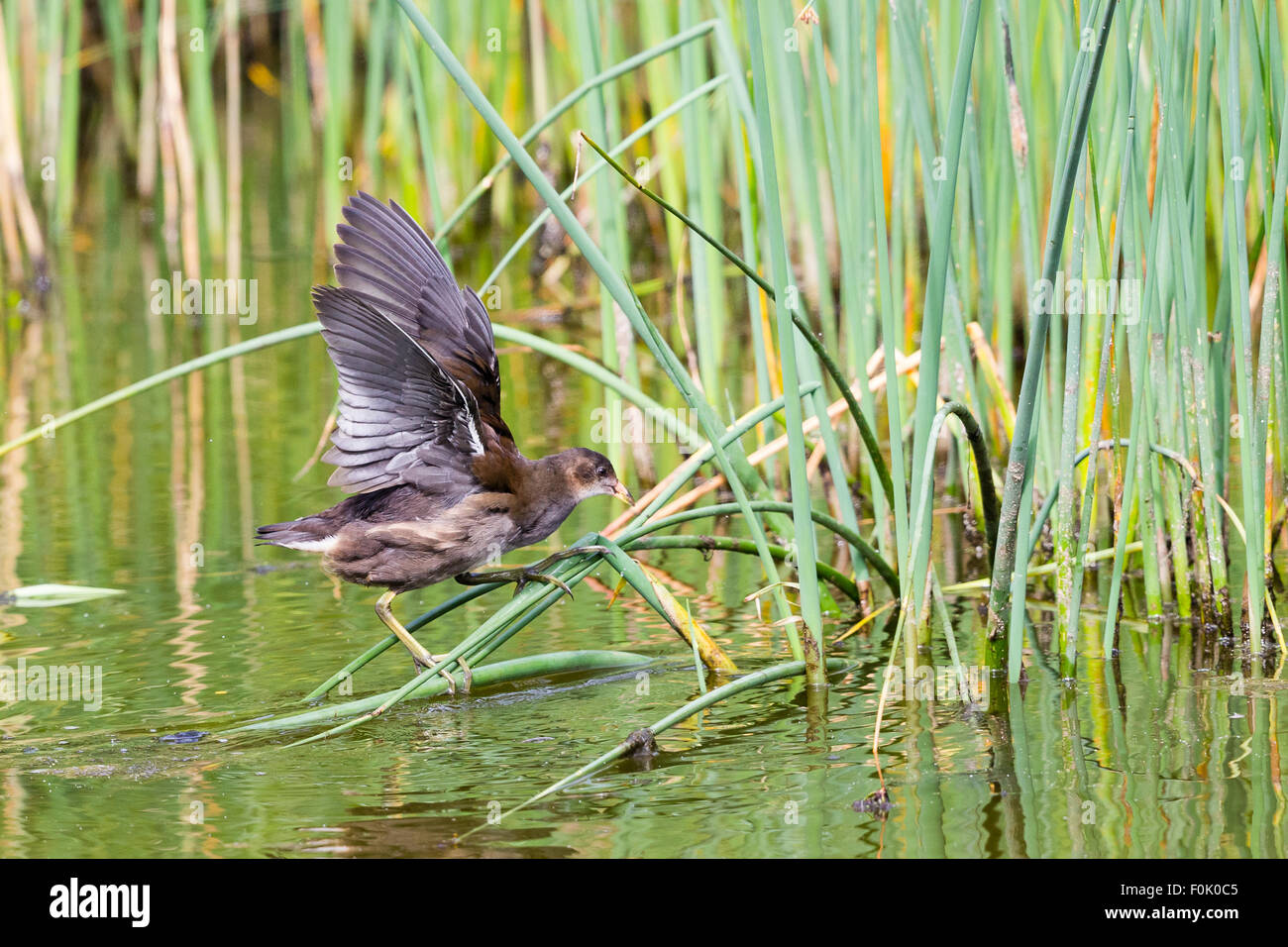 A Juvenile Moorhen (Gallinula chloropus) and reflections at Cilgerran ...
