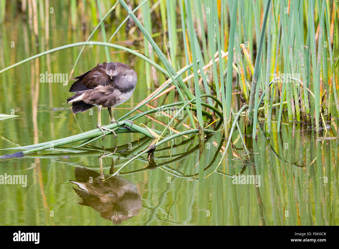 A Juvenile Moorhen (Gallinula chloropus) and reflections at Cilgerran ...