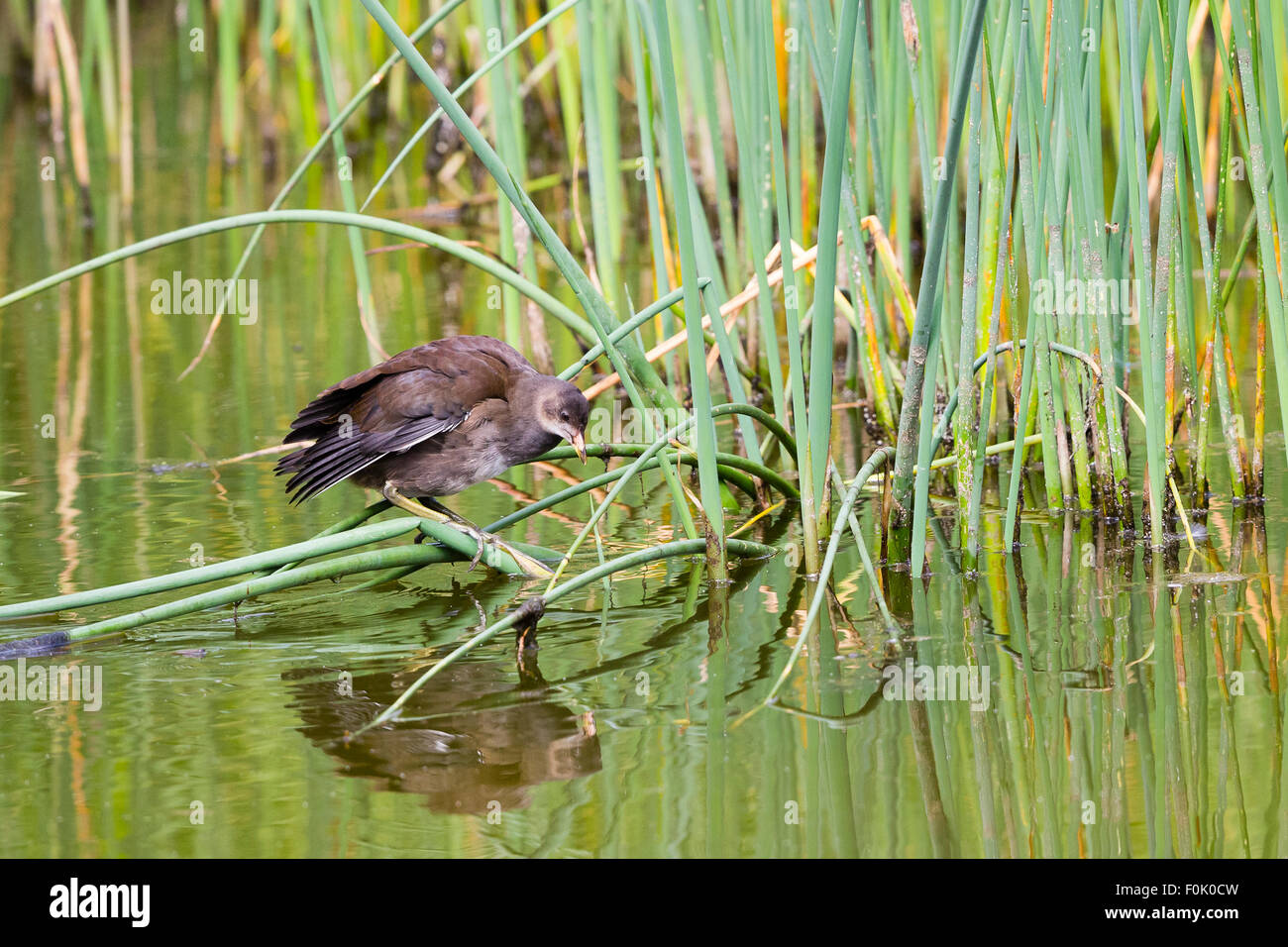 A Juvenile Moorhen (Gallinula chloropus) and reflections at Cilgerran ...