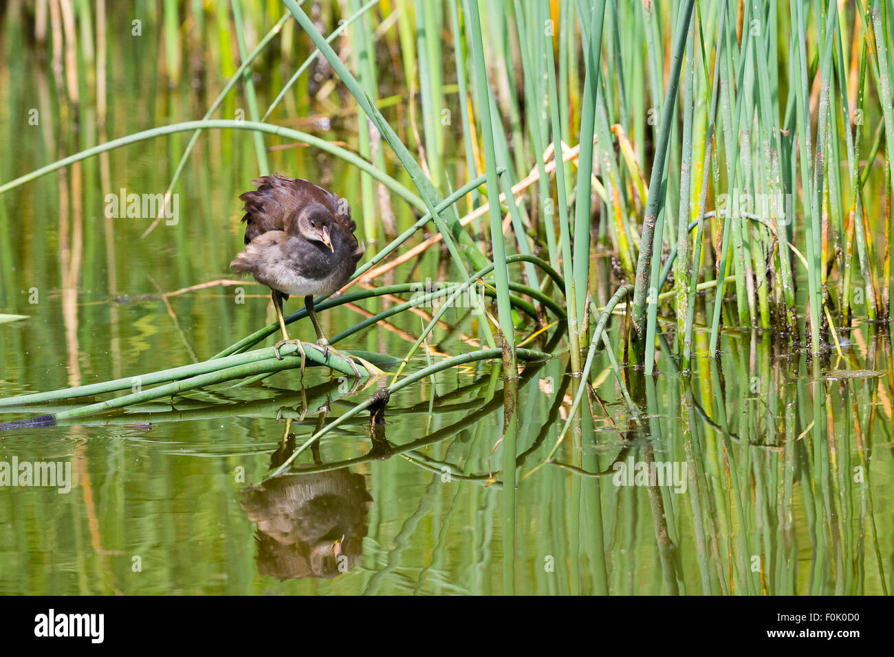 A Juvenile Moorhen (Gallinula chloropus) and reflections at Cilgerran ...