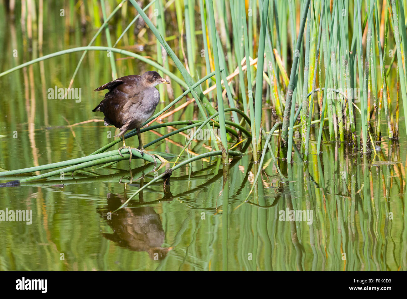 A Juvenile Moorhen (Gallinula chloropus) and reflections at Cilgerran ...