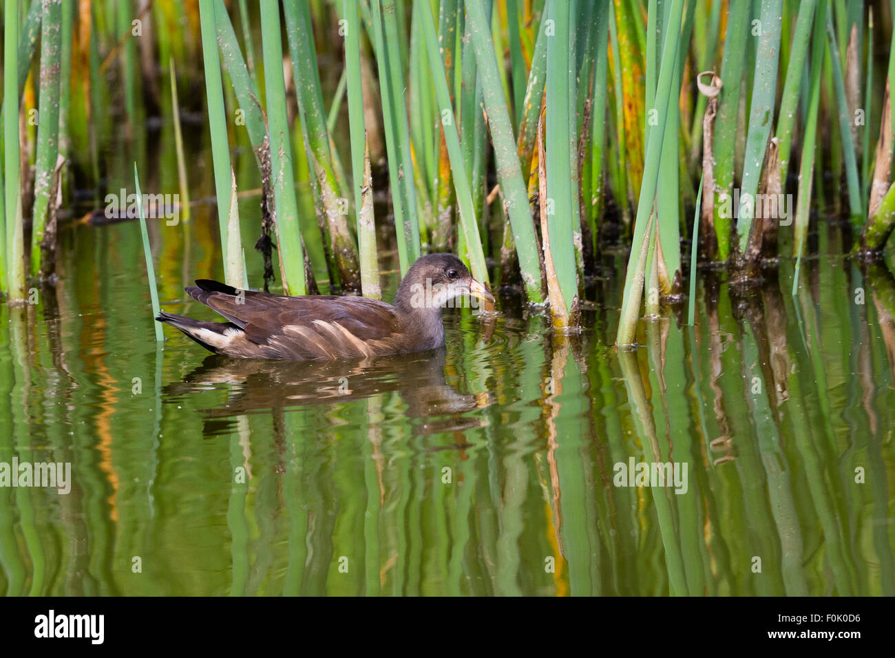 A Juvenile Moorhen (Gallinula chloropus) and reflections at Cilgerran ...