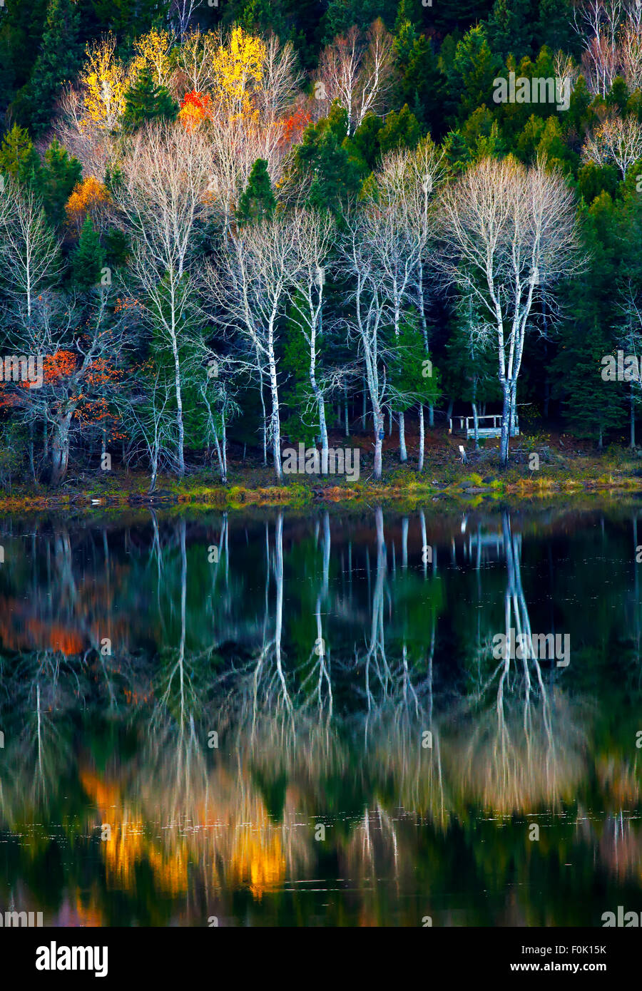 Autumn reflections of trees and water in New Brunswick, Canada Stock ...