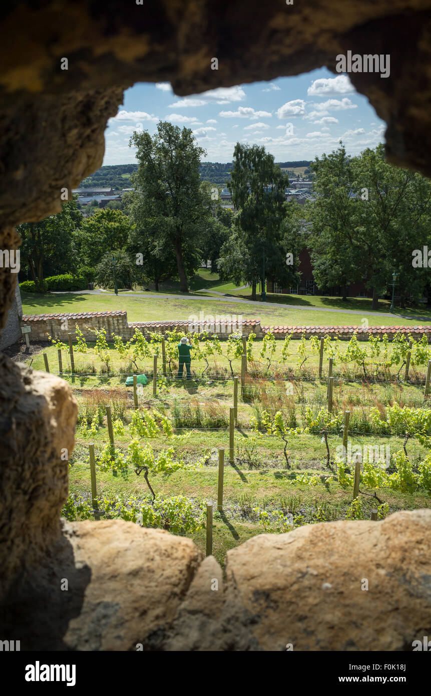 Newly planted vineyard at the medieval bishop's palace (built in the ...