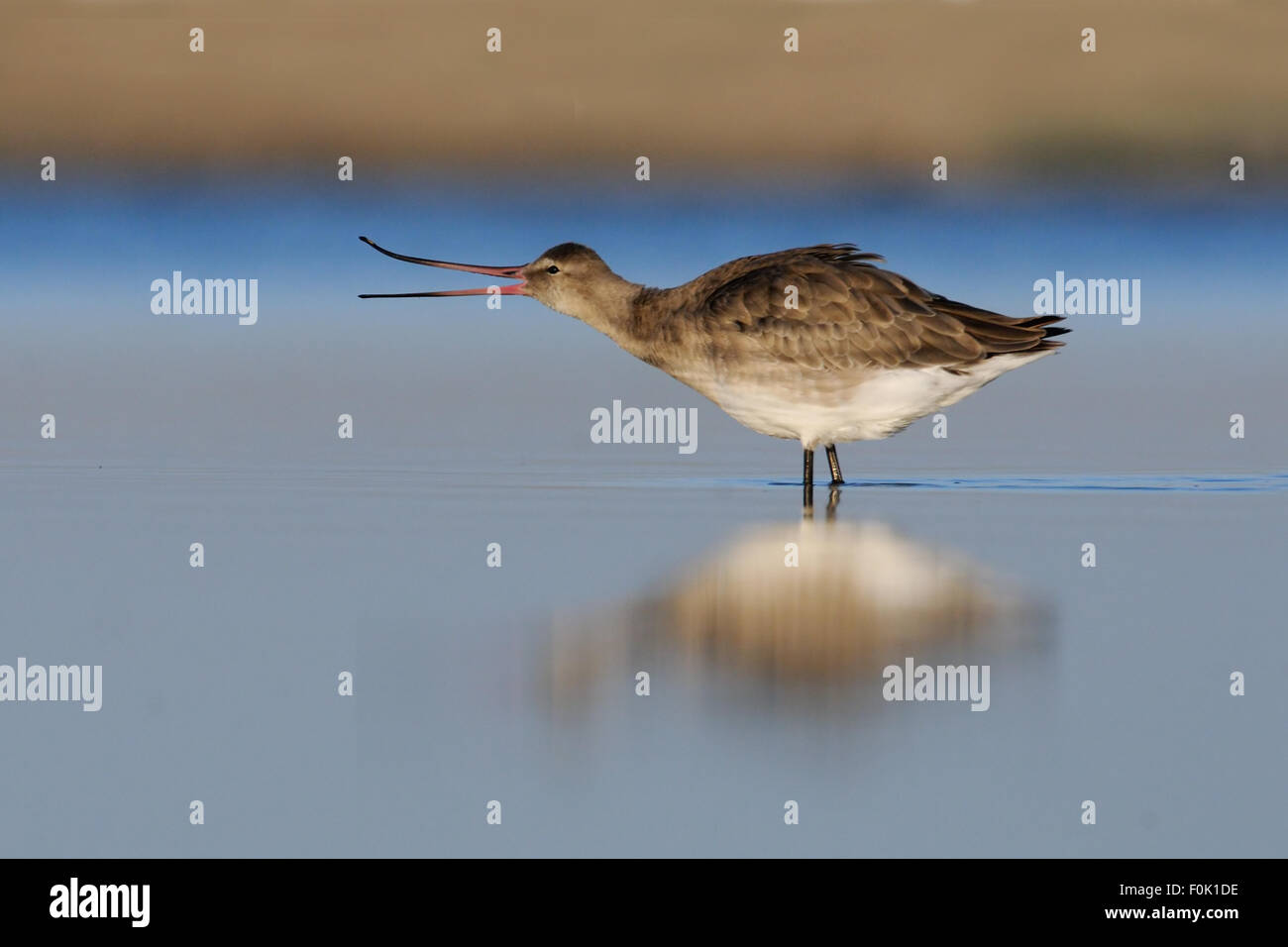 Black-tailed Godwit displays its flexible beak early in the morning ...