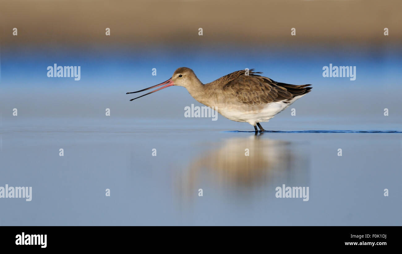Black-tailed Godwit displays its flexible beak early in the morning ...