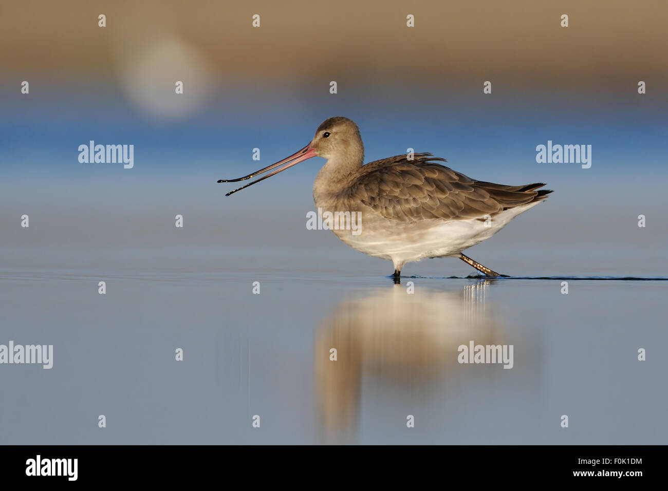 Black-tailed Godwit displays its flexible beak early in the morning ...