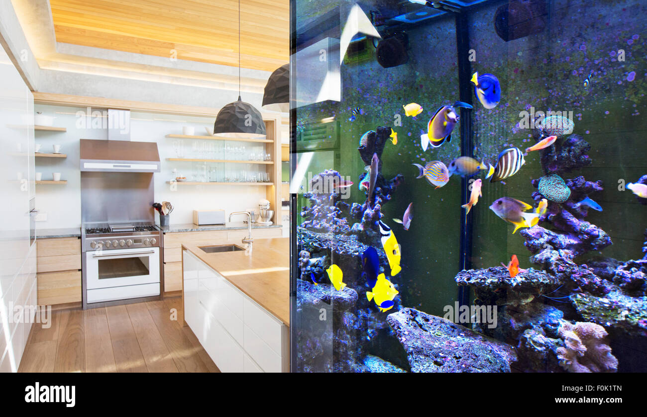 Tropical fish swimming in aquarium outside kitchen Stock Photo - Alamy
