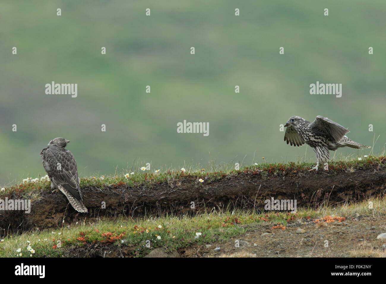 young Gyrfalcon Gerfalcon Iceland Stock Photo - Alamy
