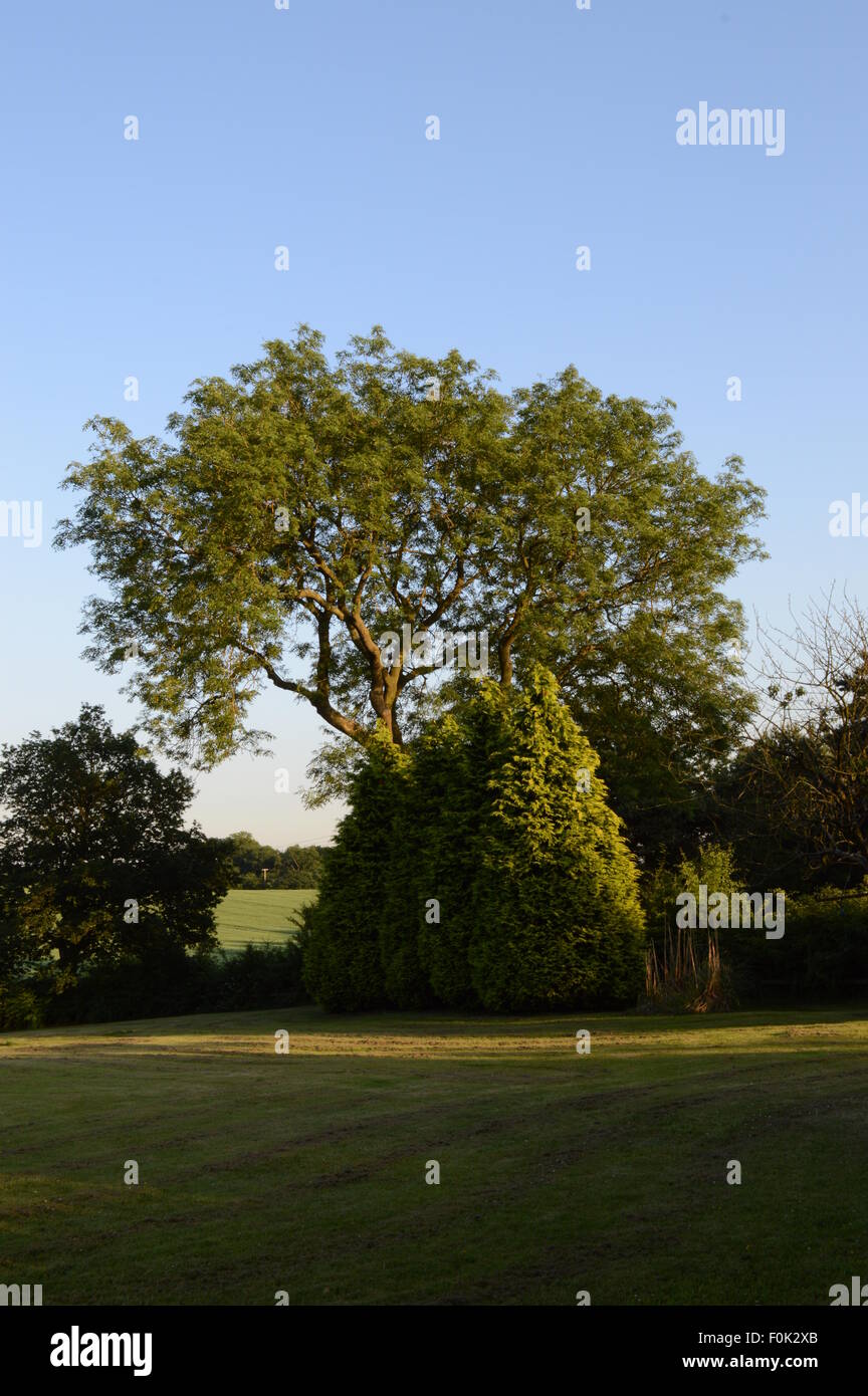 Sun Set on the Tree Stock Photo - Alamy