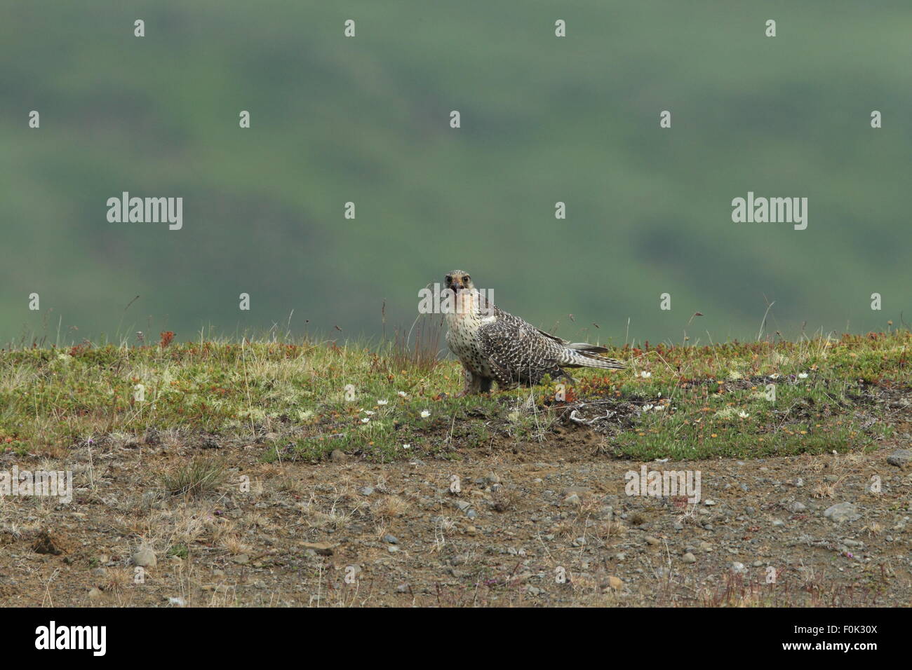 Gyrfalcon Gerfalcon Iceland Stock Photo - Alamy