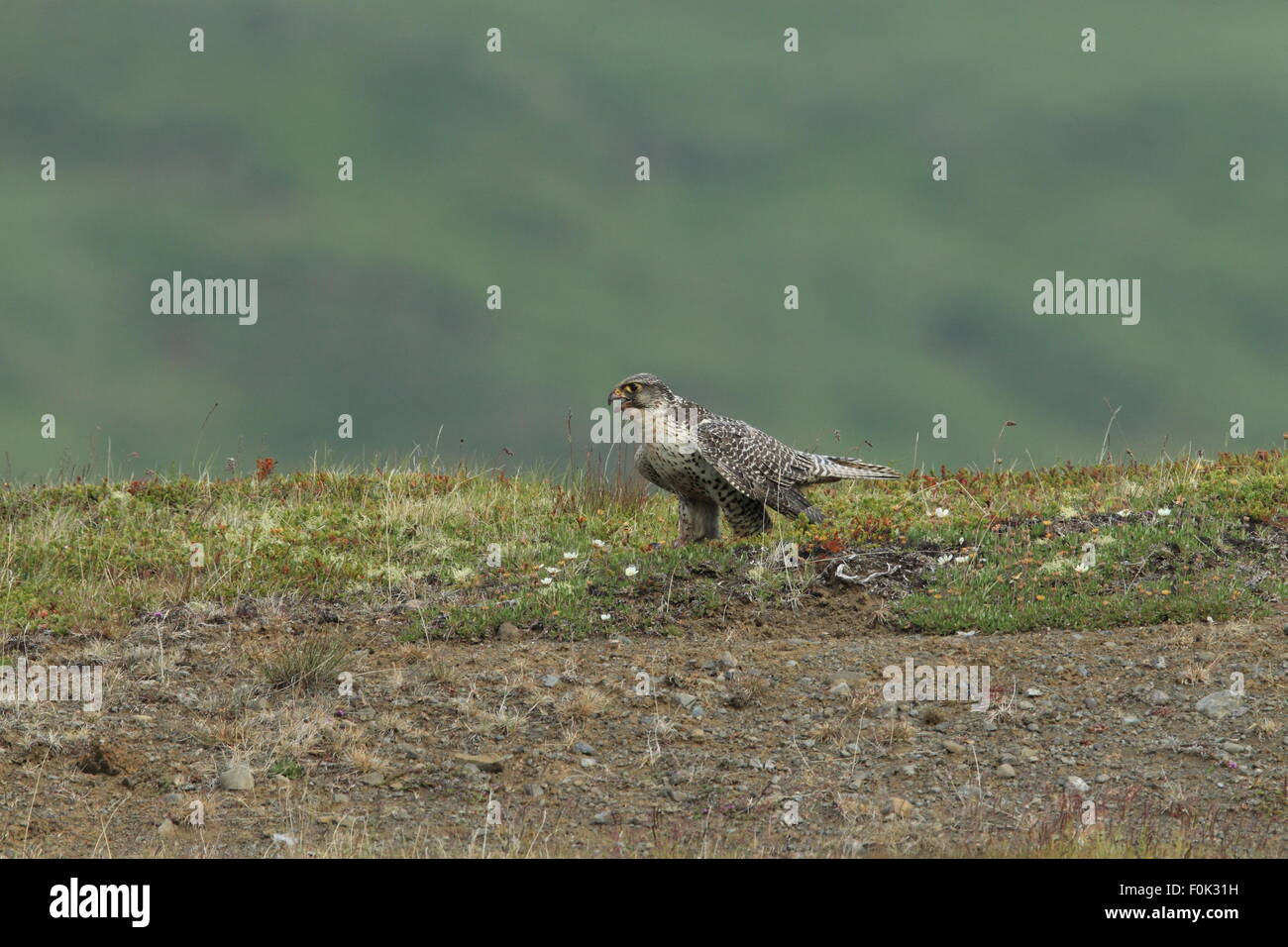 Gyrfalcon Gerfalcon Iceland Stock Photo - Alamy