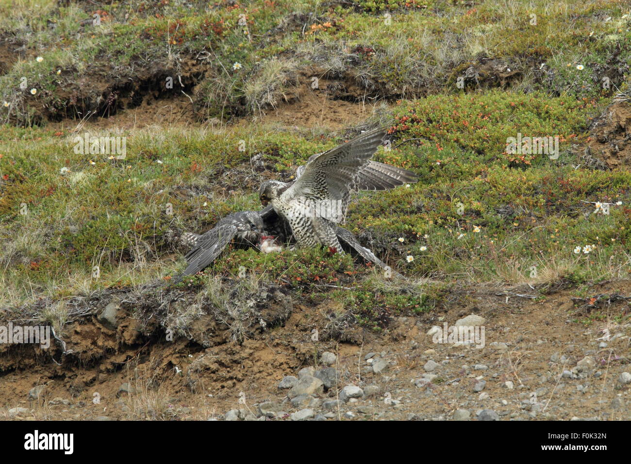 young Gyrfalcon Gerfalcon Iceland Stock Photo - Alamy