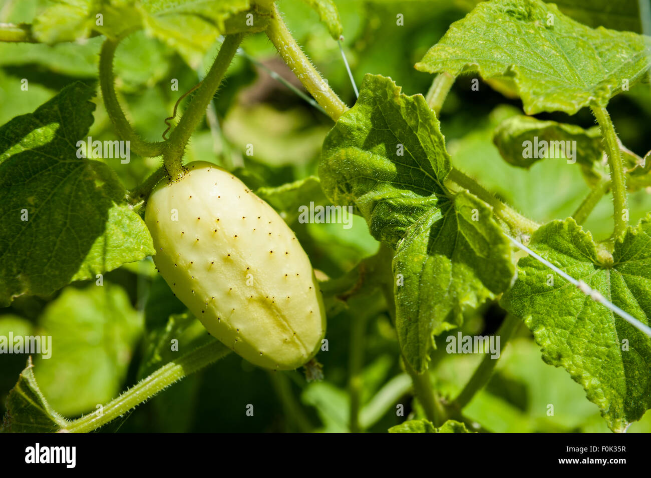 Yellow cucumber ripening on the vine Stock Photo - Alamy