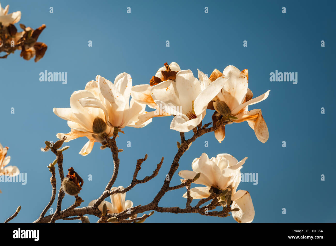 Blooming magnolia tree Stock Photo - Alamy