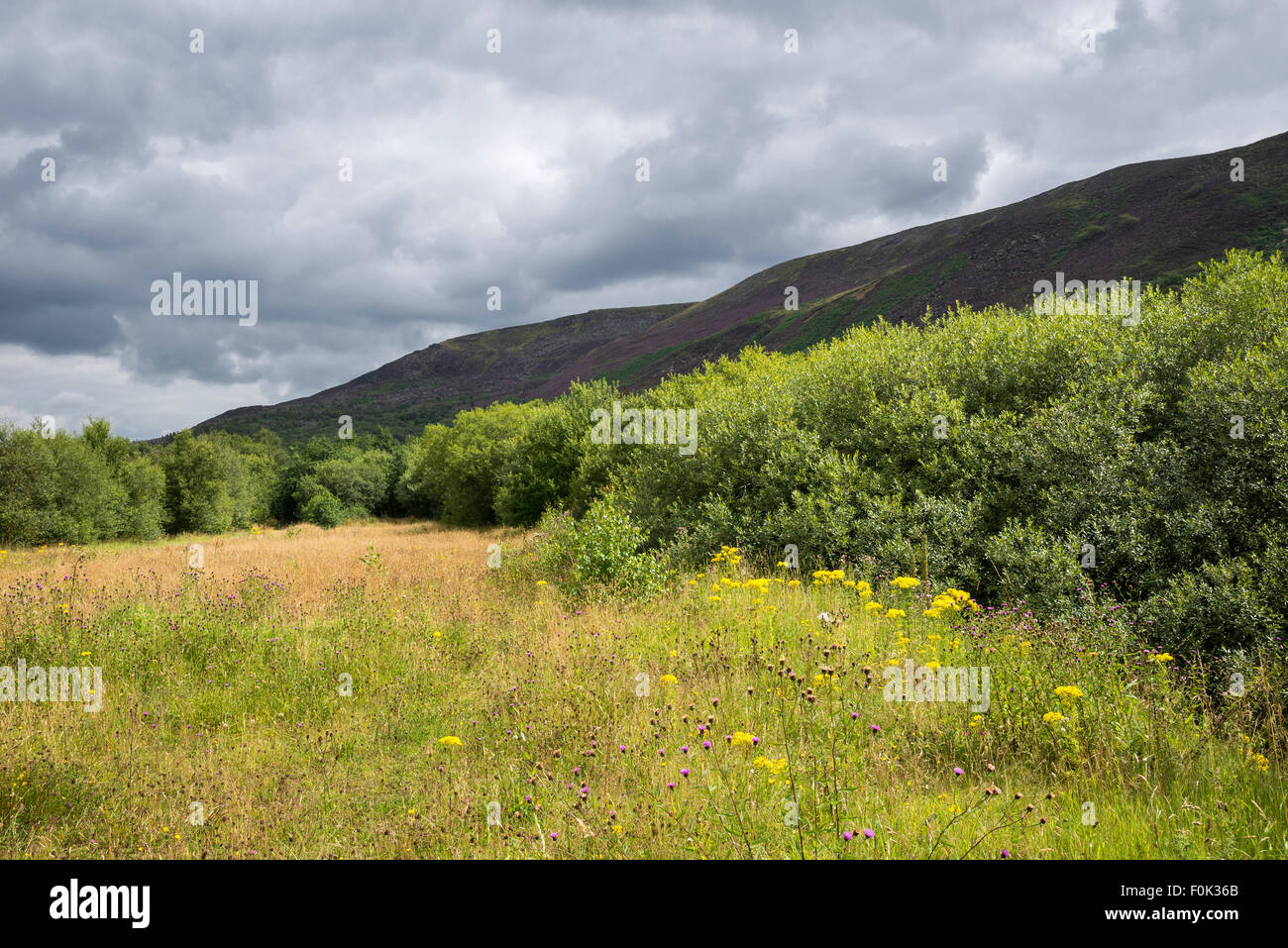 Summer sunshine beside the Longdendale trail with heather clad hills in ...