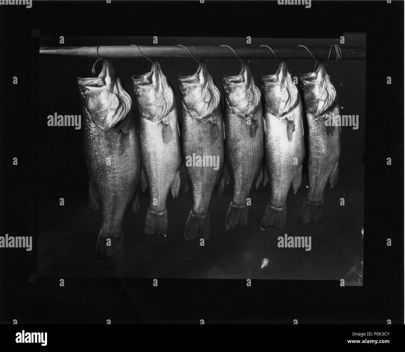 A photograph showing fish hanging on a pole, likely taken in a fishing ...