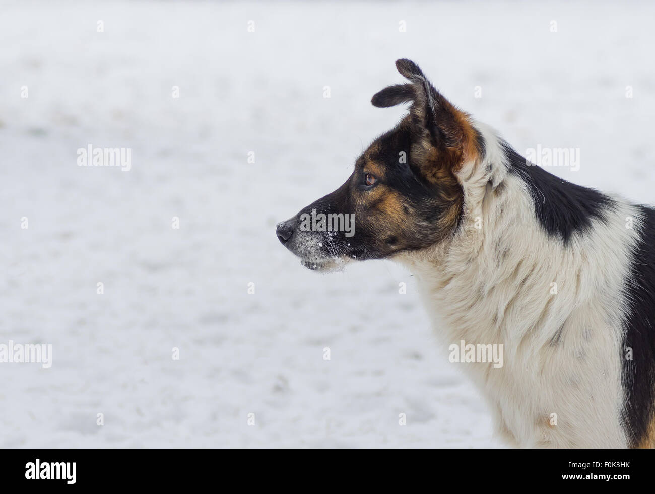 Outdoor portrait of three-colored mixed breed dog Stock Photo - Alamy