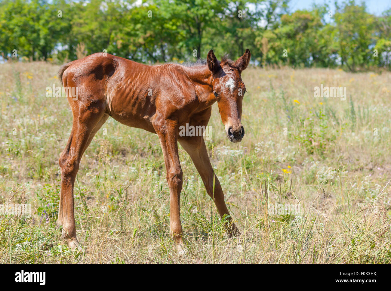 Foal first steps hi-res stock photography and images - Alamy