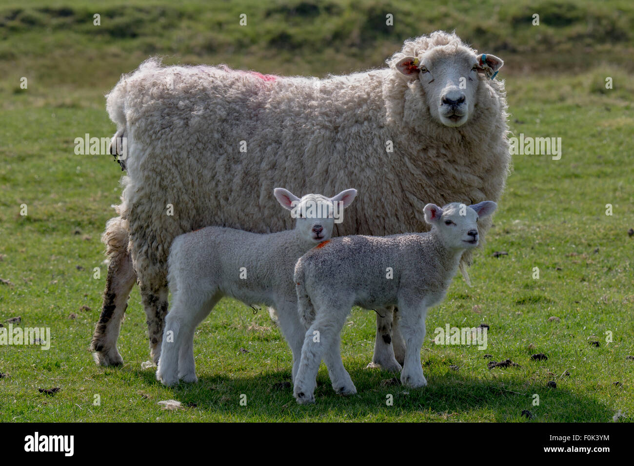 Two lambs and their mother hi-res stock photography and images - Alamy