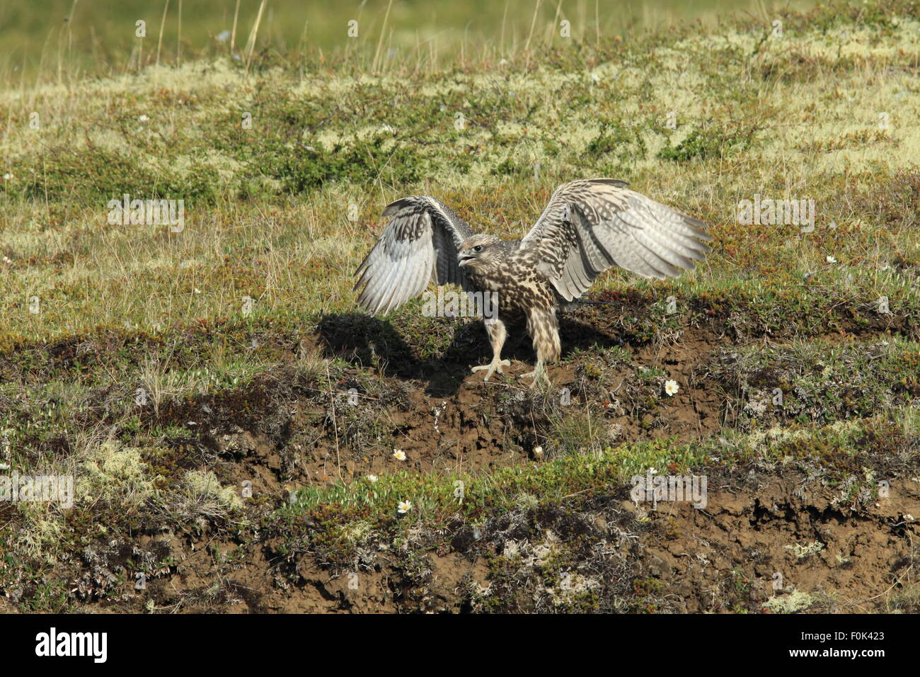 Gyrfalcon Iceland High Resolution Stock Photography and Images - Alamy