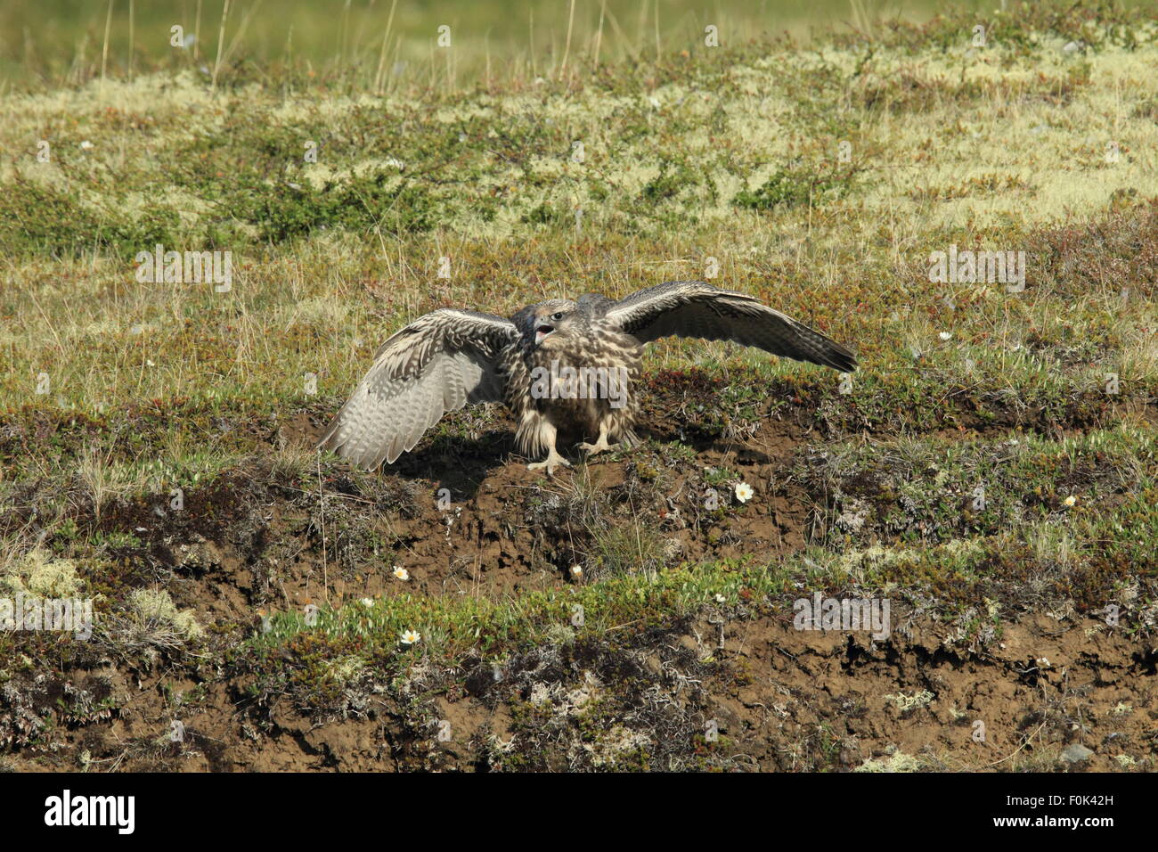 Gyrfalcon Iceland High Resolution Stock Photography and Images - Alamy