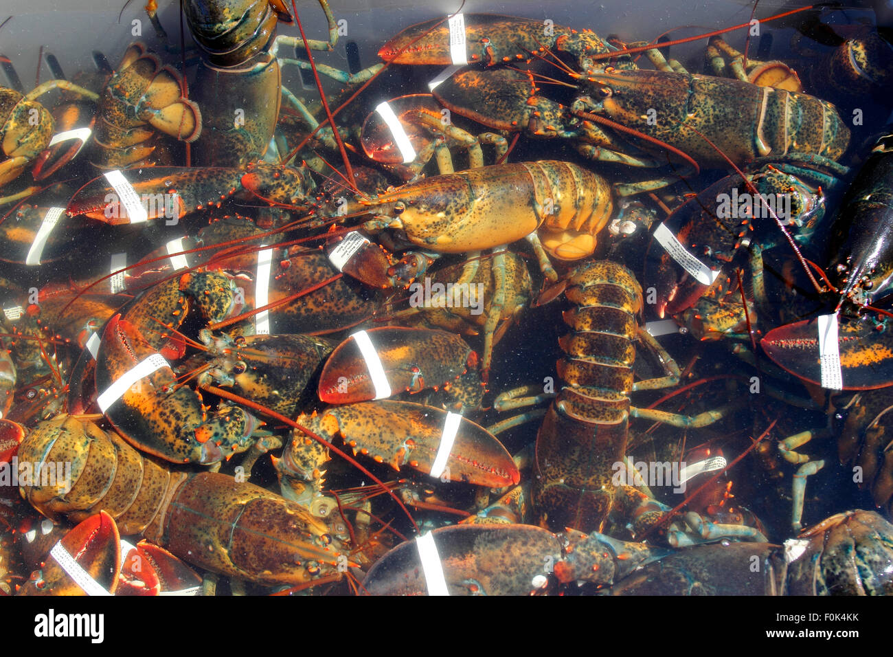 Lobster catch hi-res stock photography and images - Alamy