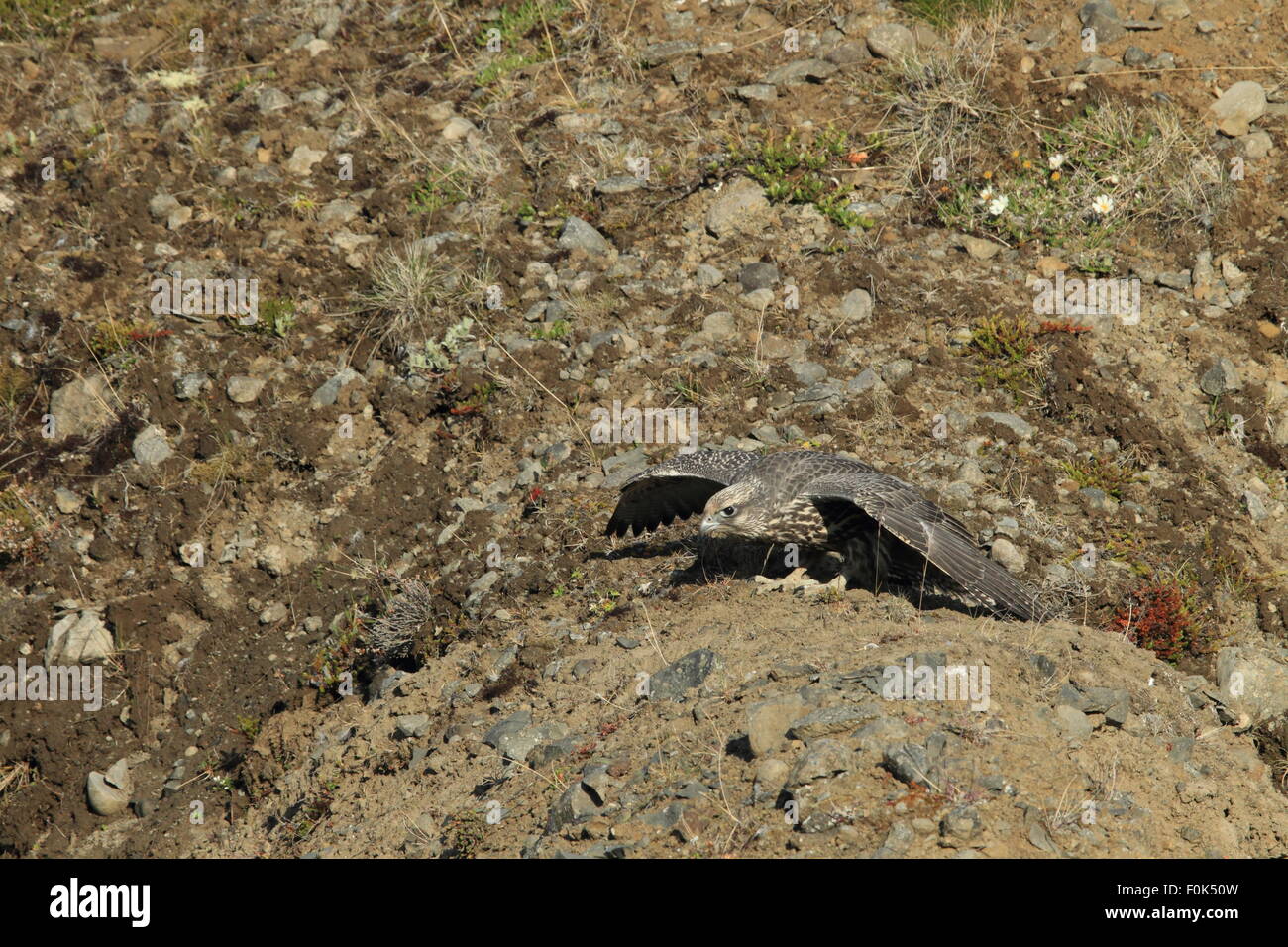 young Gyrfalcon Gerfalcon Iceland Stock Photo - Alamy