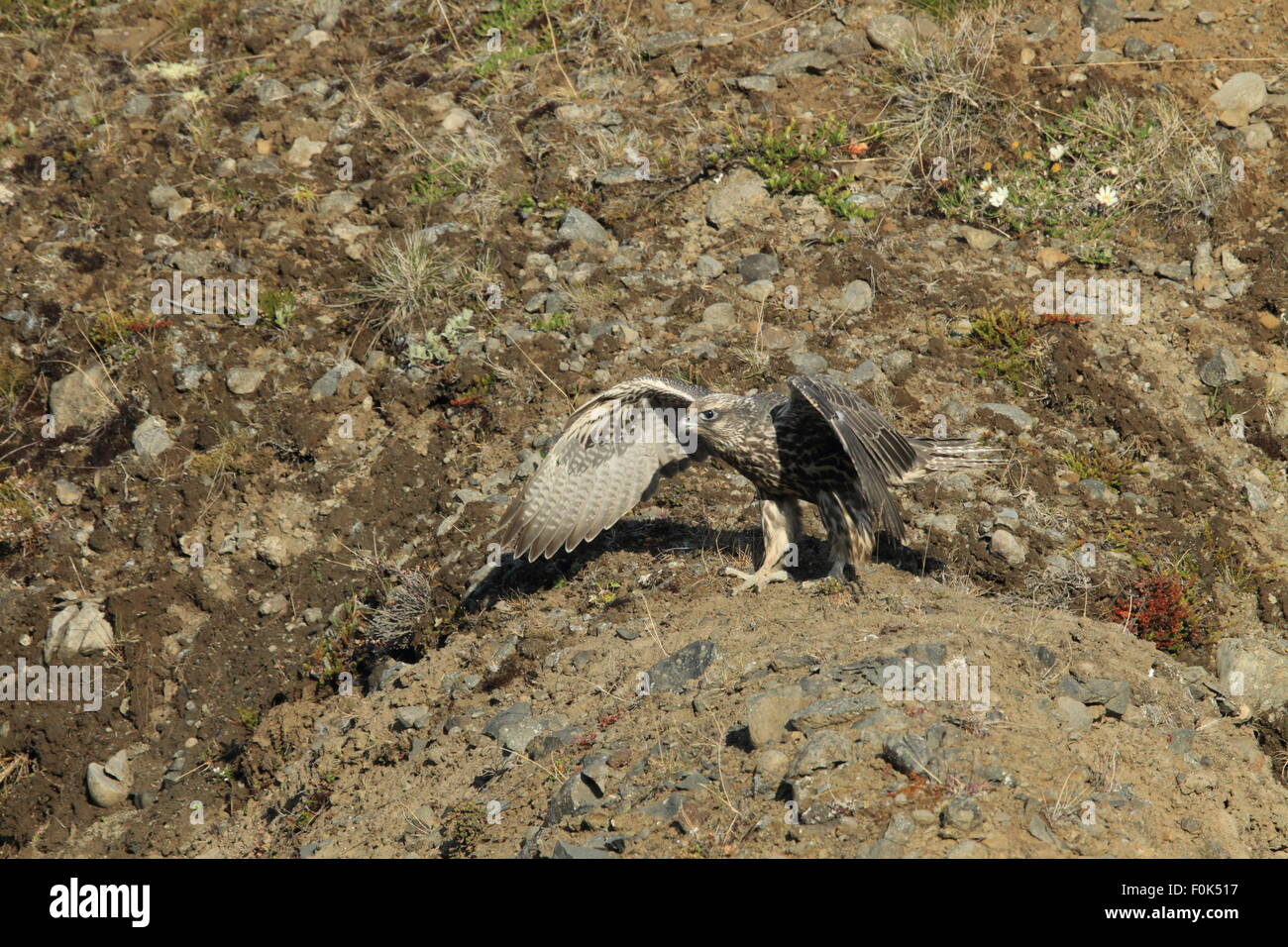 young Gyrfalcon Gerfalcon Iceland Stock Photo - Alamy