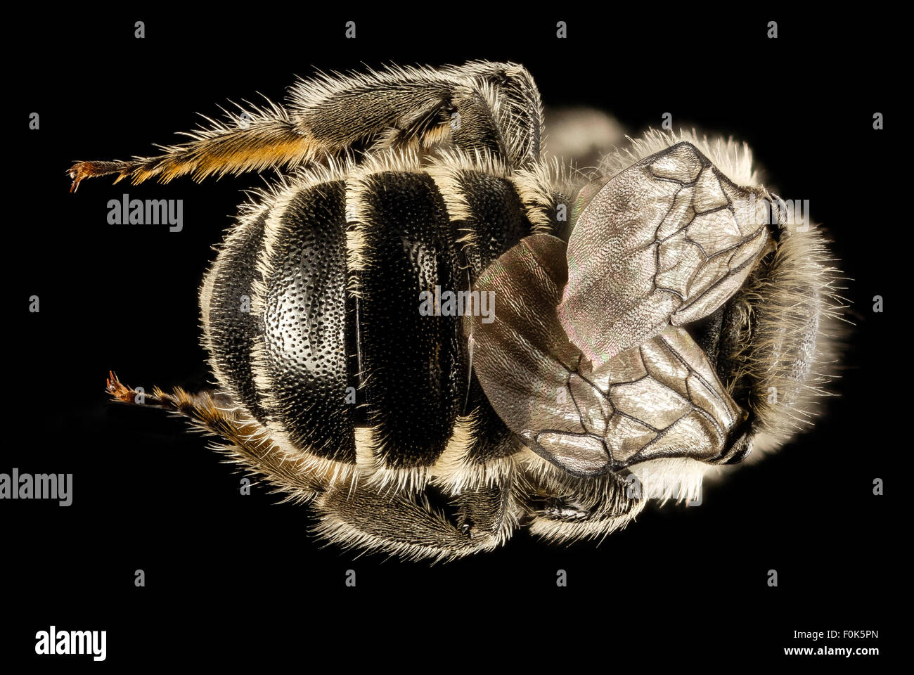 The female Hoplitis pilosifrons, a bee species, was photographed on ...