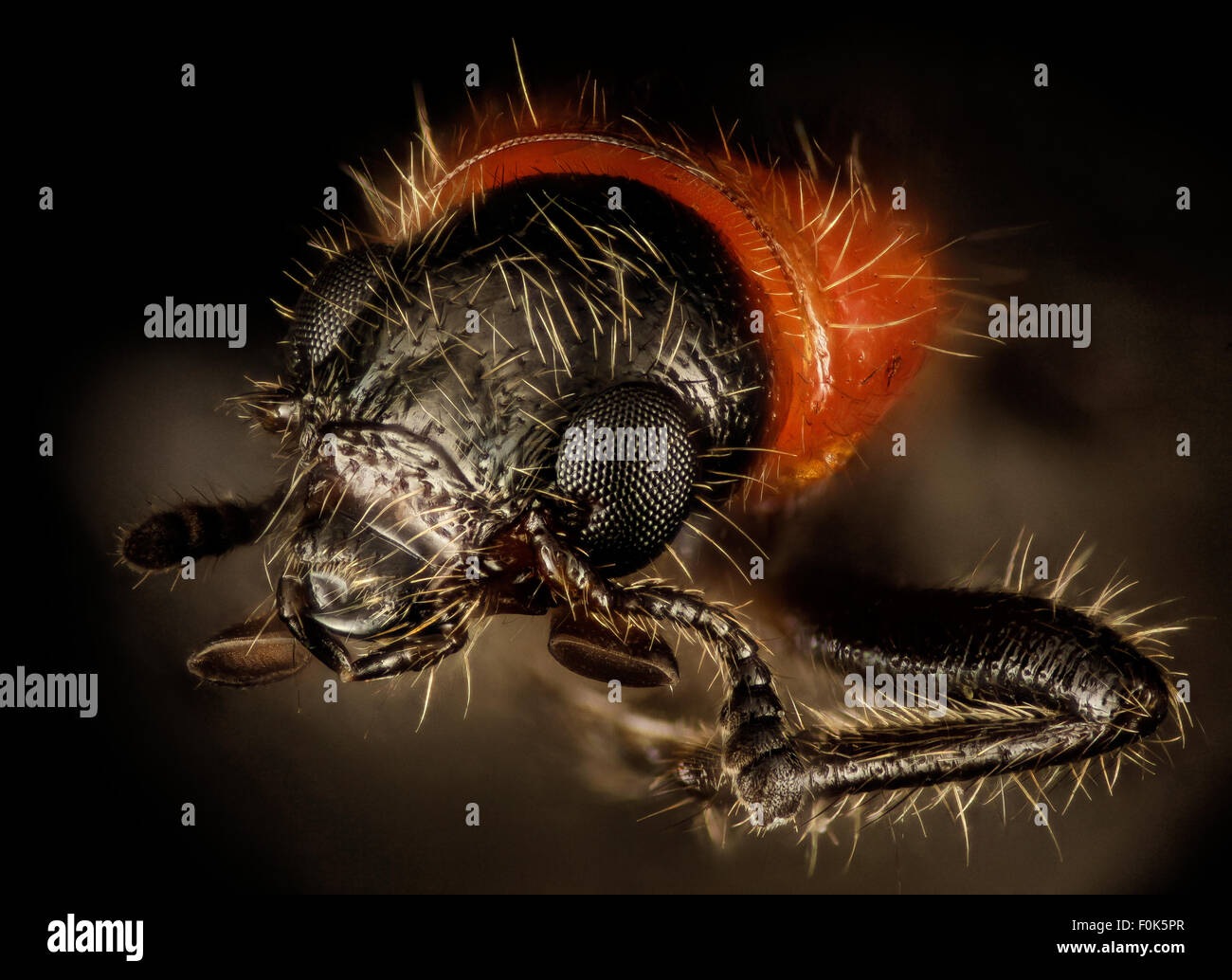 Beetle face hi-res stock photography and images - Alamy