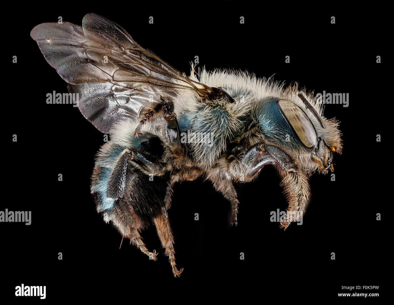 Side view of an Osmia simillima bee photographed at Acadia National ...