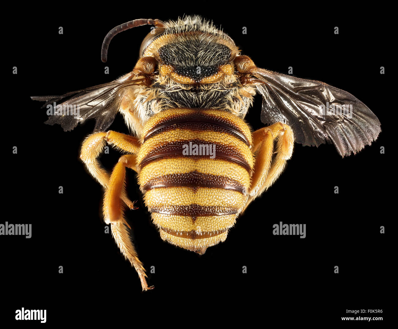A male *Icteranthidium grohmanni* bee from Lesvos, Greece, photographed ...