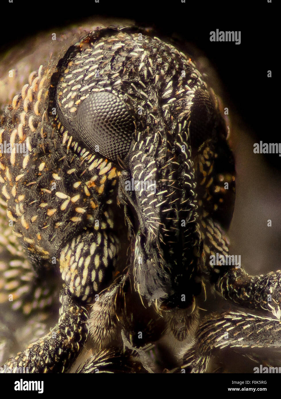Rhinoncomimus latipes, a weevil species, is a pest of the mile-a-minute ...