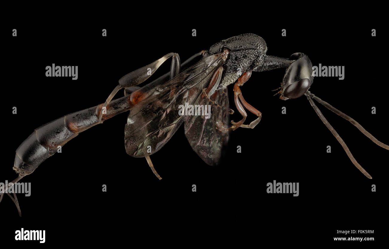 Wasp lands hi-res stock photography and images - Alamy